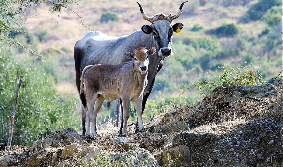 EFA News - European Food Agency - Vacca Podolica Calabrese con vitello