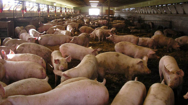 EFA News - European Food Agency - bred pigs.