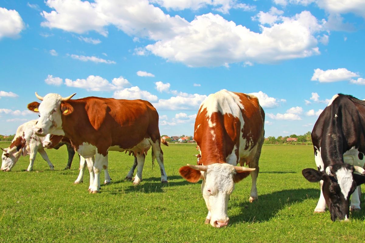 EFA News - European Food Agency - Mucche al pascolo