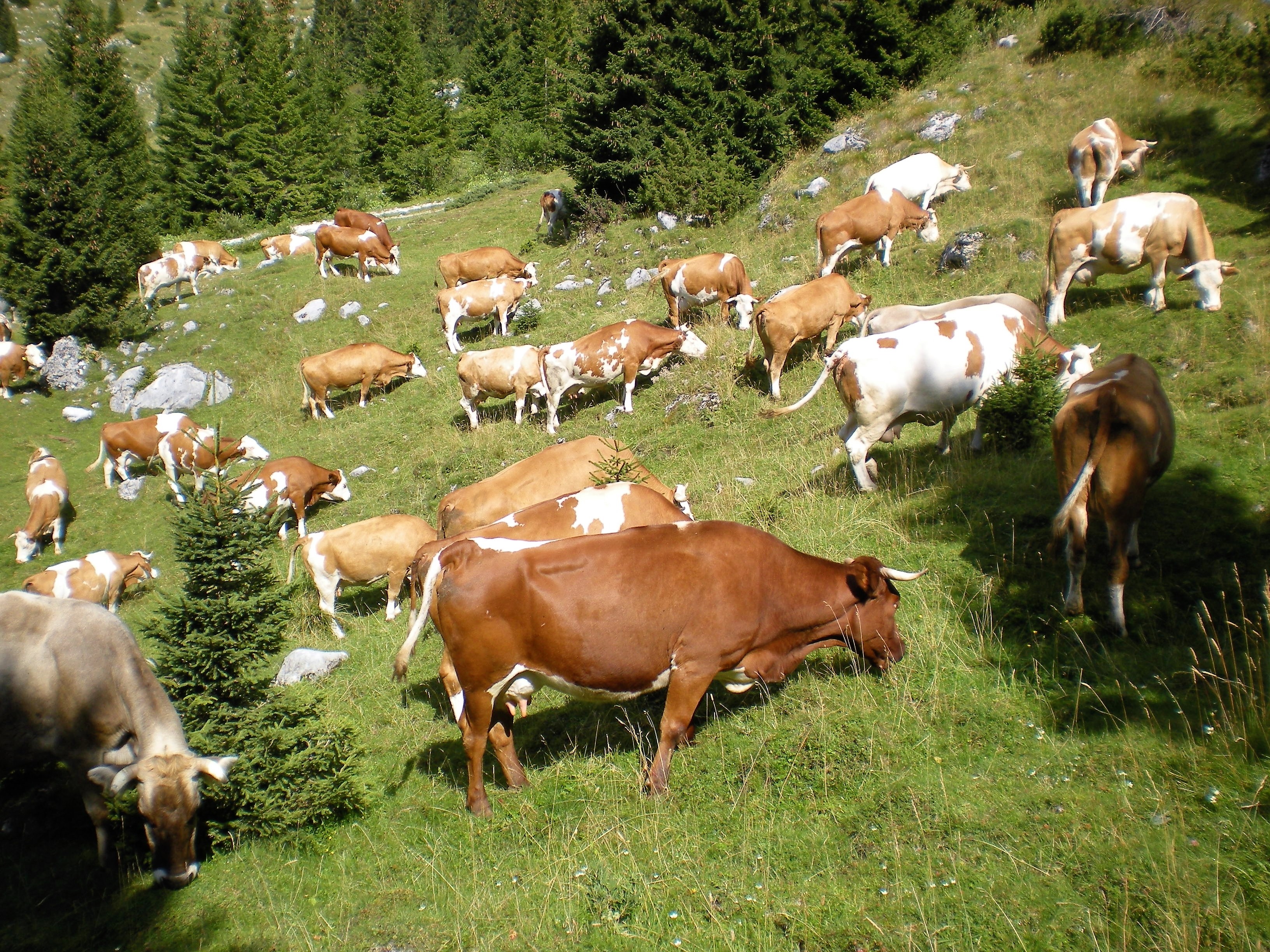 EFA News - European Food Agency - Mucche all'alpeggio