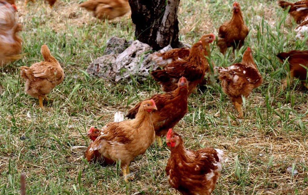 EFA News - European Food Agency - Pollo Campese Amadori