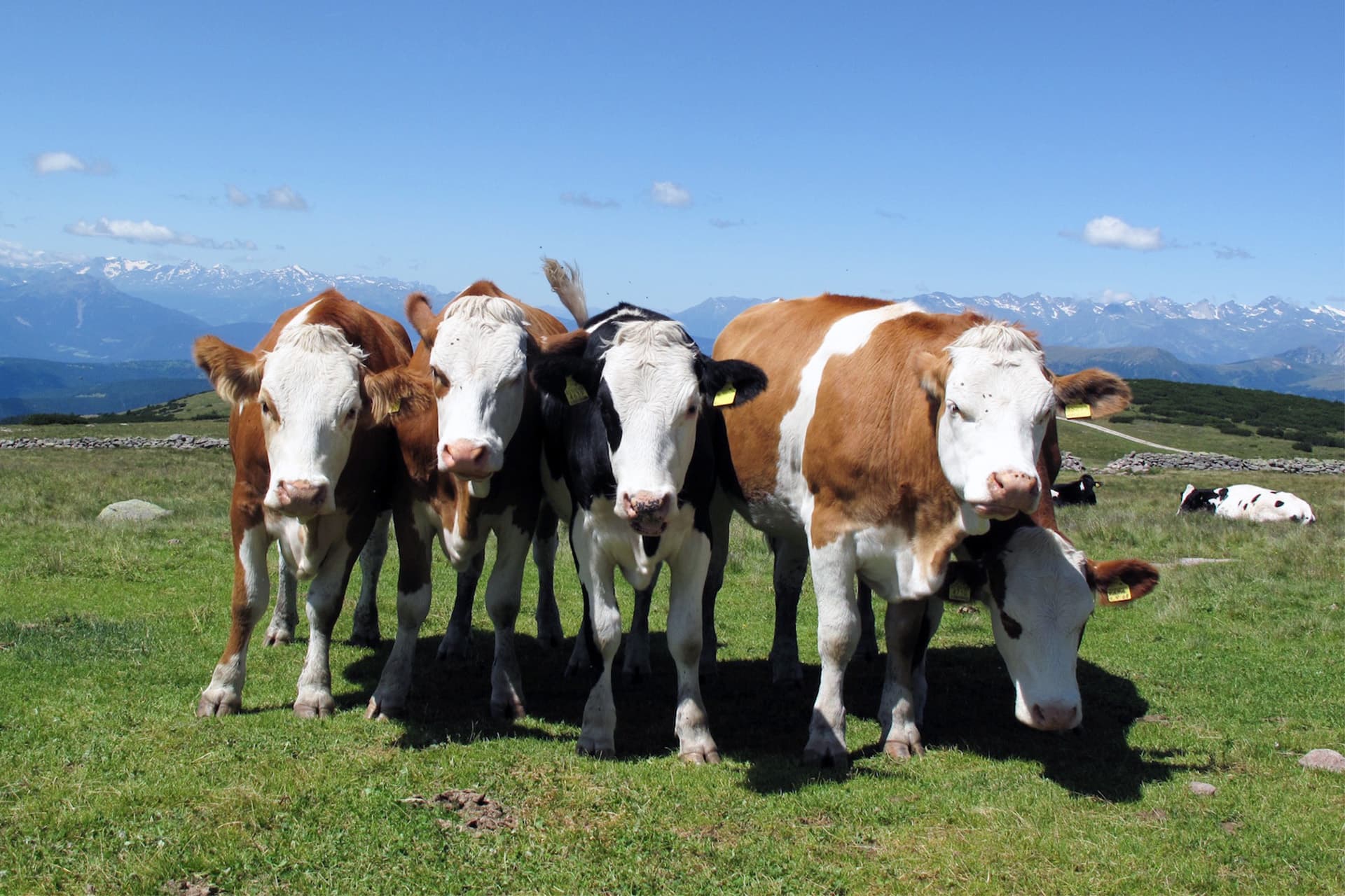 EFA News - European Food Agency - Allevamento bovini